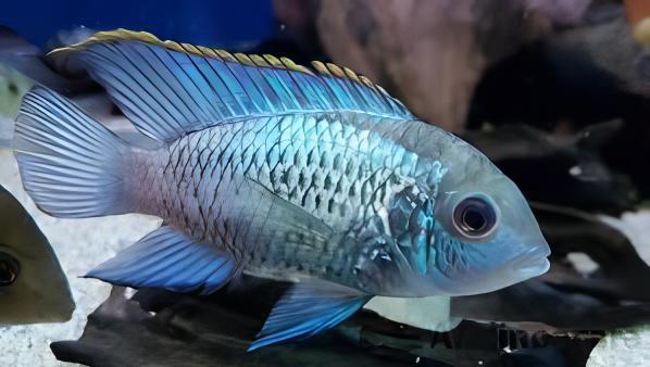 Electric Blue Acara - Pet Cuisine & Accessories